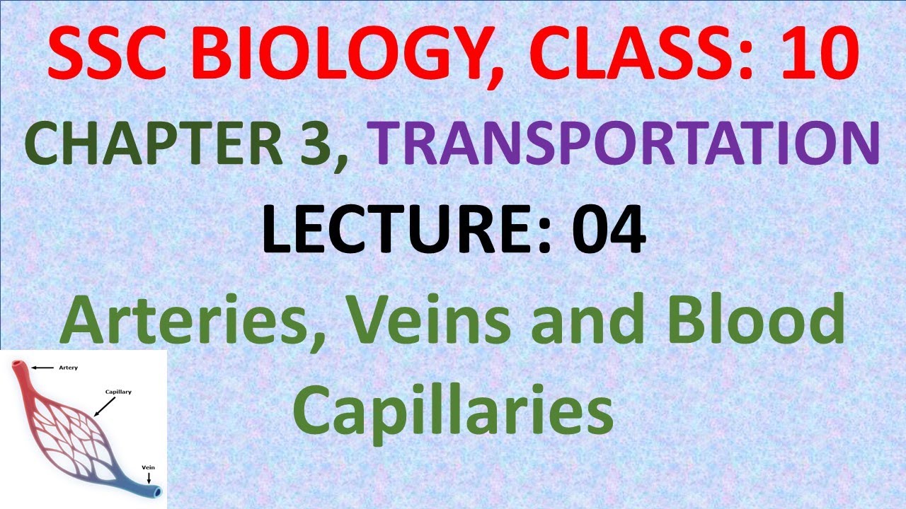 Arteries, Veins and Blood Capillaries | SSC BIOLOGY | Class 10 - YouTube