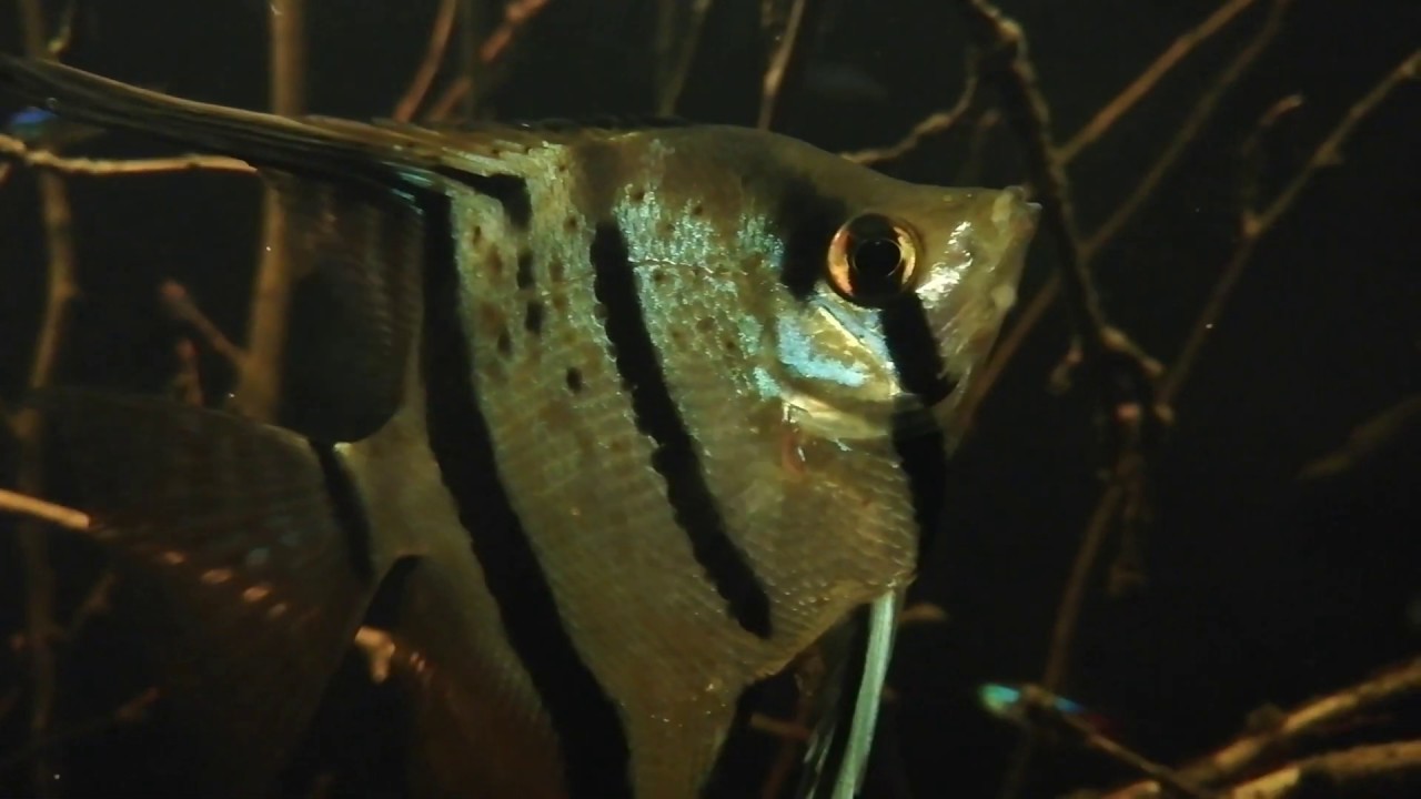 BLACK WATER AQUARIUM UNDERWATER TETRA NEON ANGELFISH RIO NANAY SCALARE ...