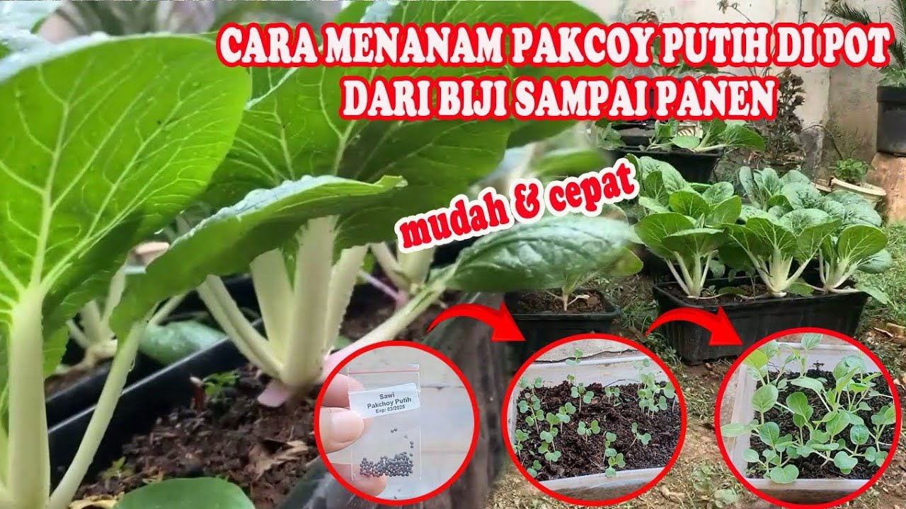 CARA MENANAM PAKCOY PUTIH DARI BIJI SAMPAI PANEN DI POT | HOW TO EASILY ...