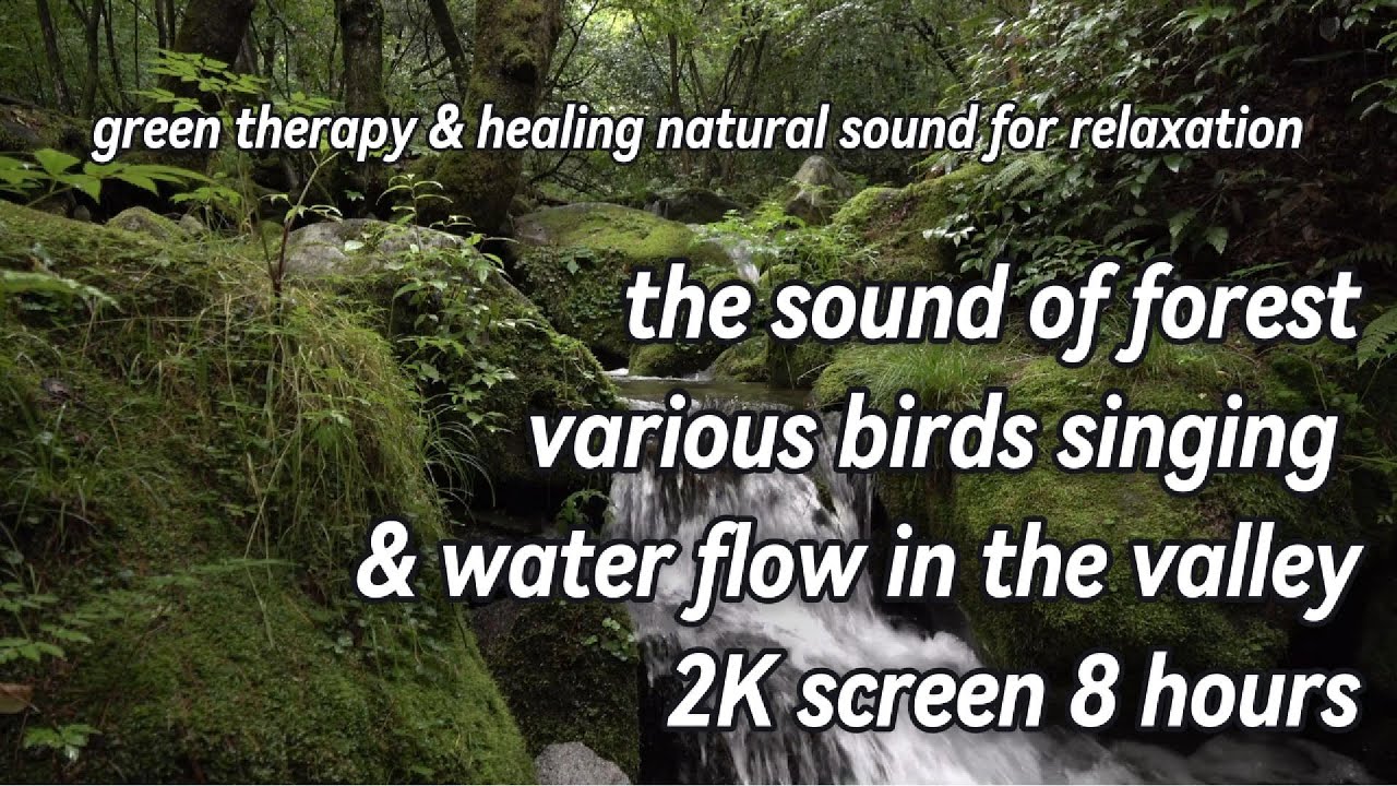 Sound of forest birds singing and water flow relaxation sound 2K 8hours ...