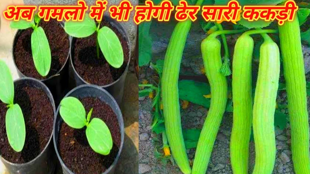 गमले मे ककड़ी कैसे उगाए /how to grow kakdi at home - YouTube