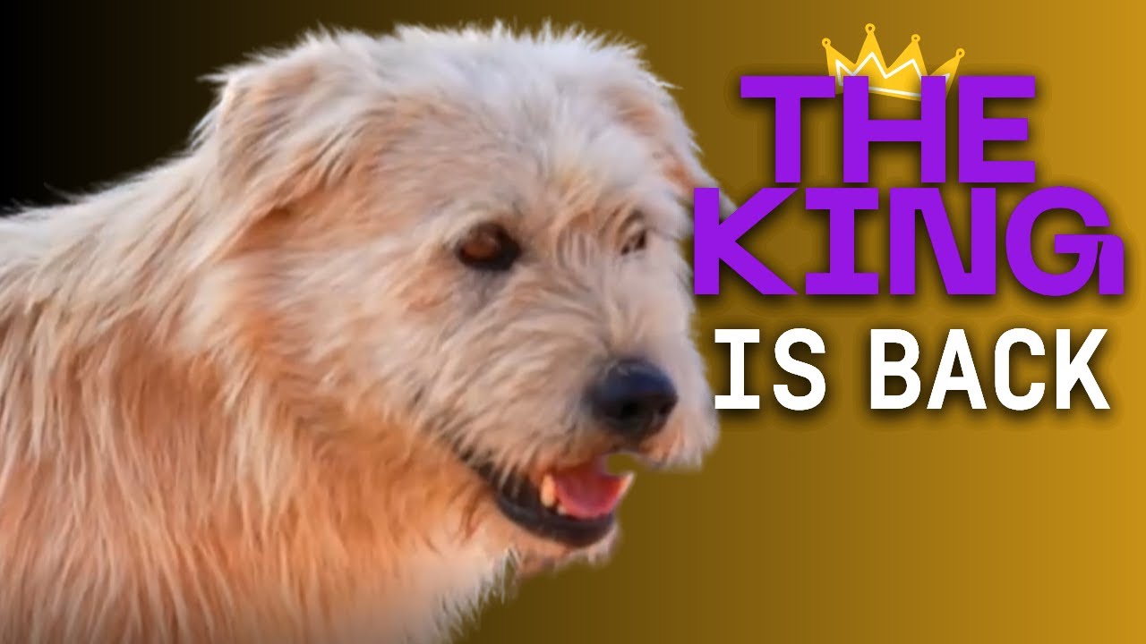 The King's Return to the Shelter: Just to Say Goodbye? 👑👑 - YouTube