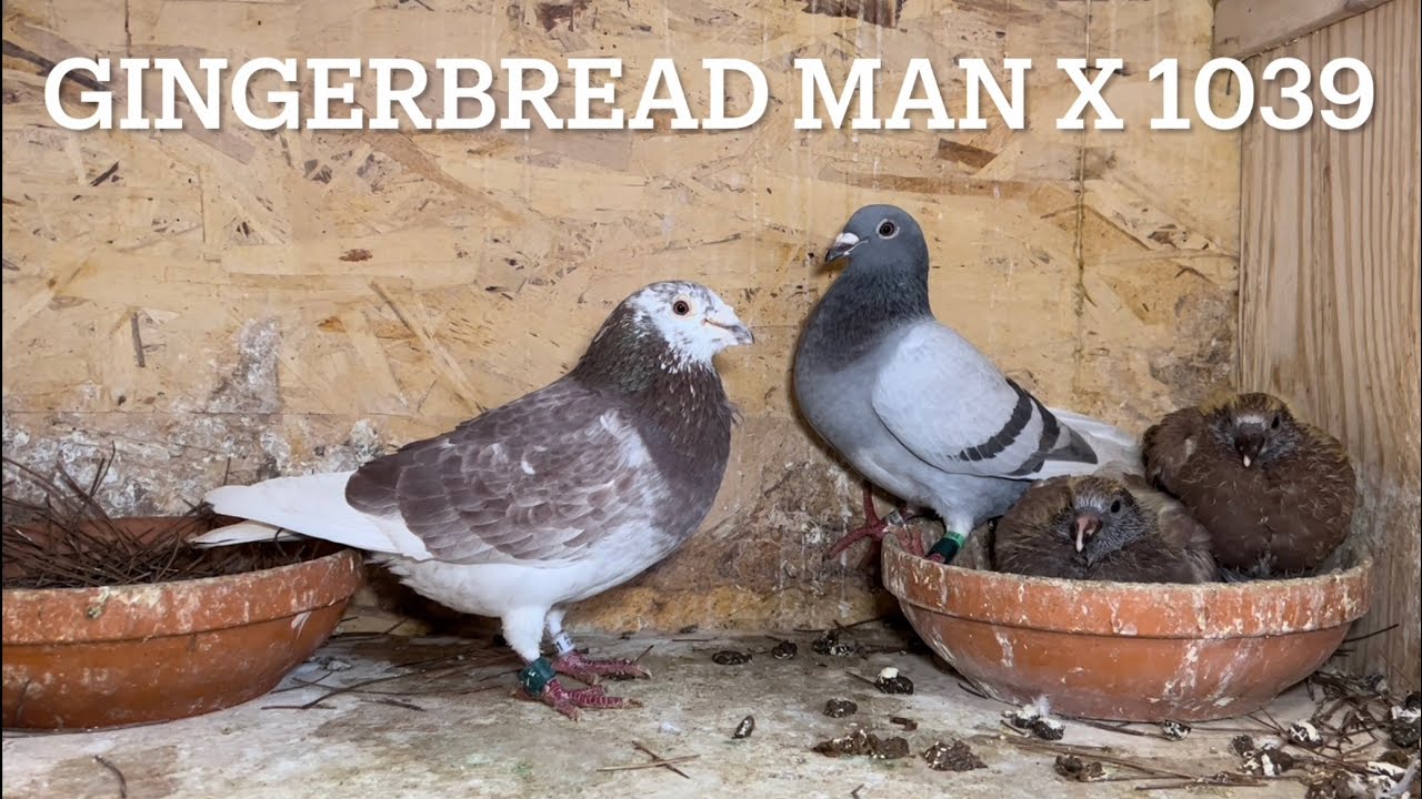 Breeding racing pigeons for 2023: pairs 4-6 - YouTube