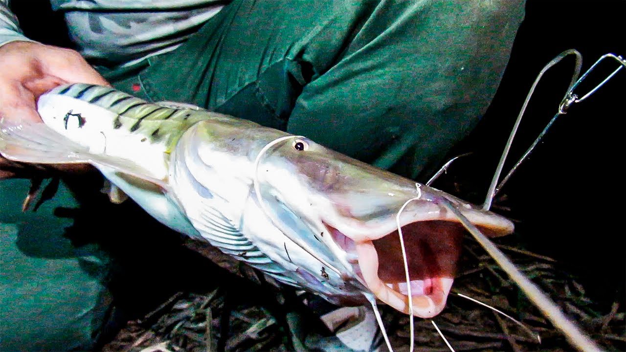 SALIO EL RAYADO!! en Nuestro LUGAR FAVORITO con CARNADA VIVA, no falla ...