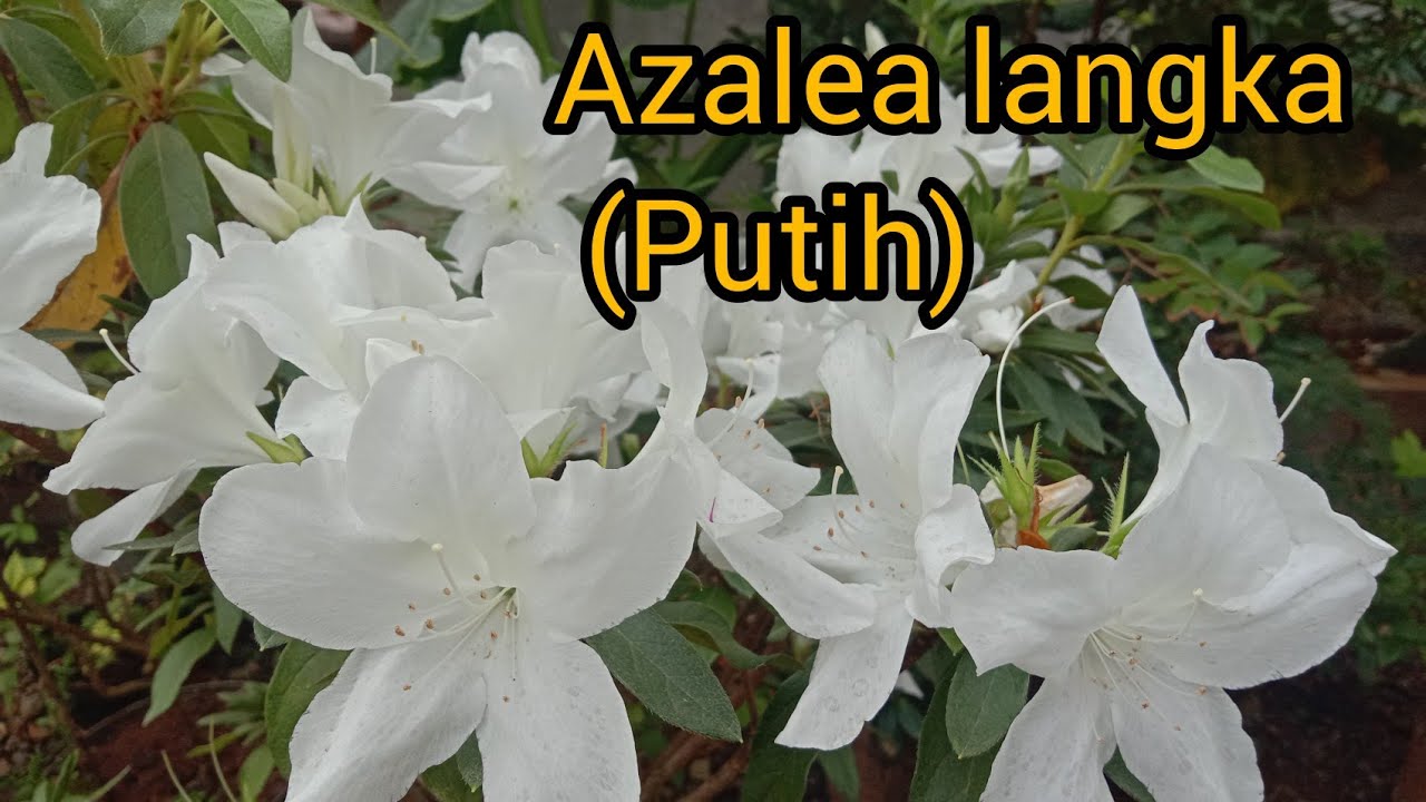 Bunga Azalea Warna Putih - YouTube