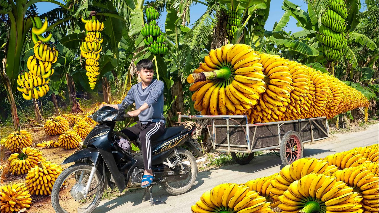How Disabled Man Harvests Millions of Giant Bananas Goes To Countryside ...