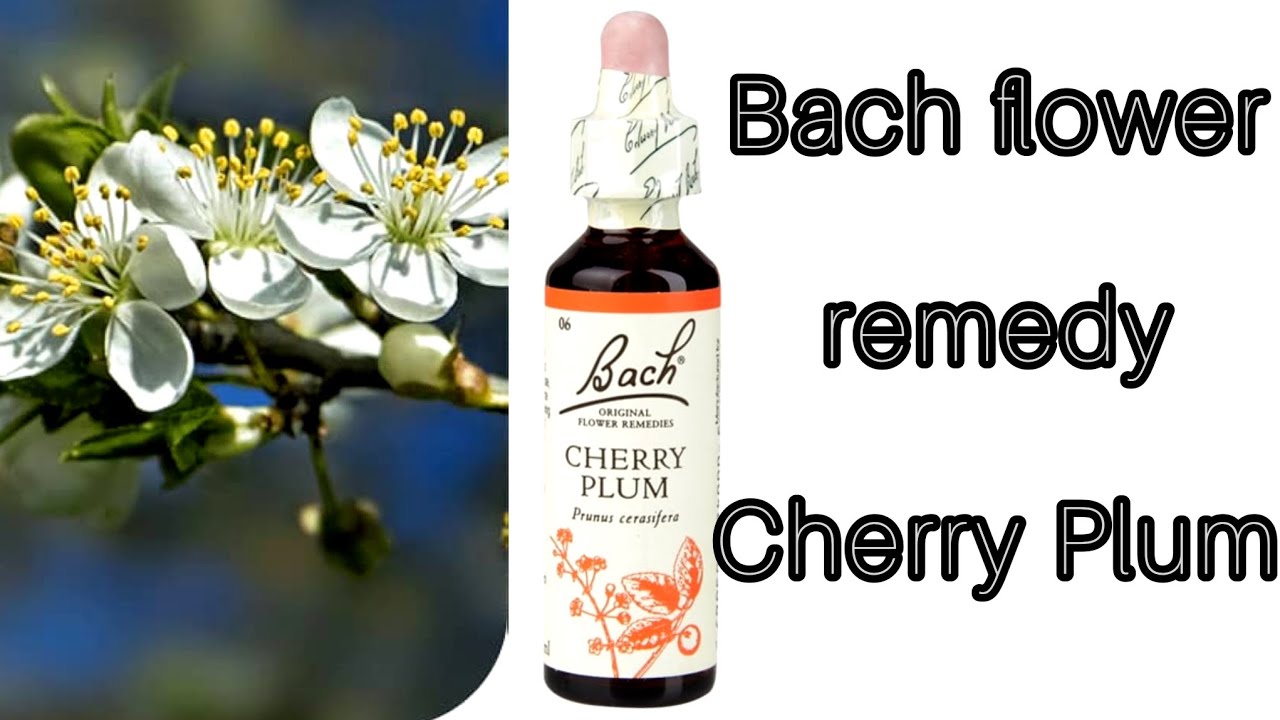 Bach flower 🌼Remedy "CHERRY PLUM"(PRUNUS CERASIFERA)6OF38 best ...