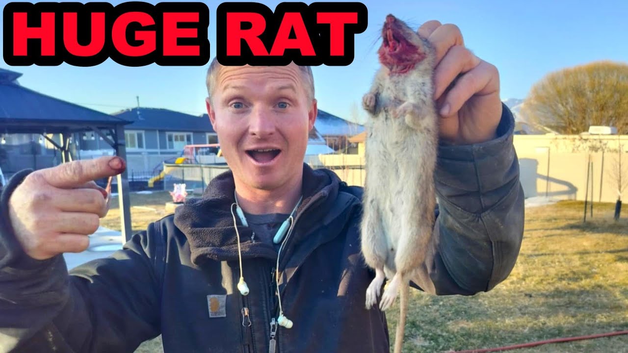 HUGE Rat Caught by Spark the Mink and Bindi the Pit Bull! - YouTube