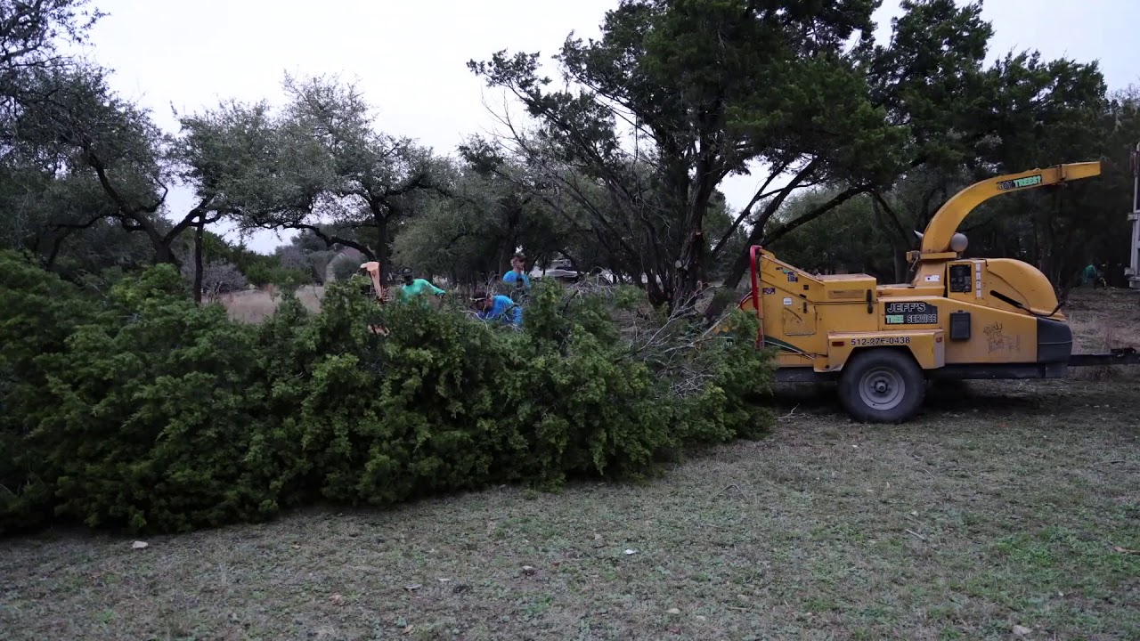 Tree Cutting, time lapse, trees, trucks - YouTube