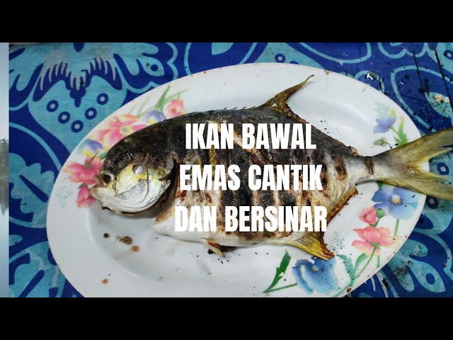 Ikan Emas Laut