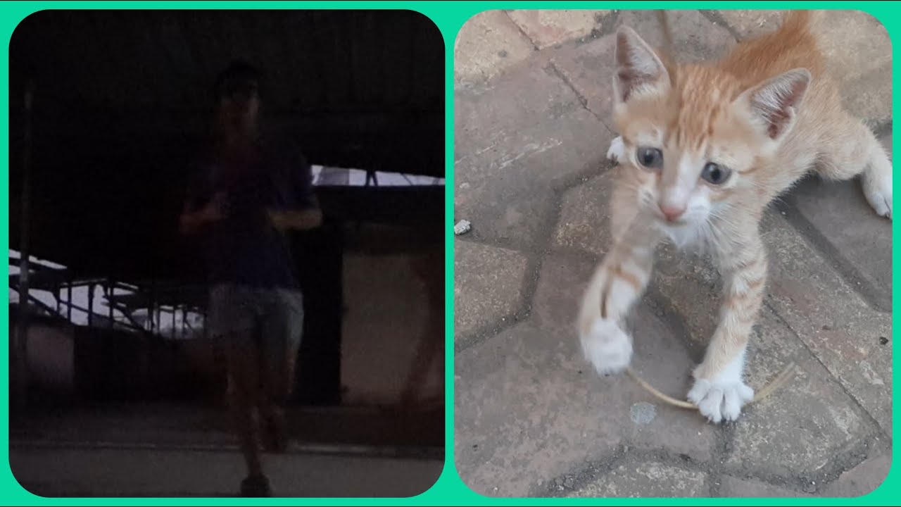 The day went well because of CAT & KITTEN in quarantine !!! - YouTube