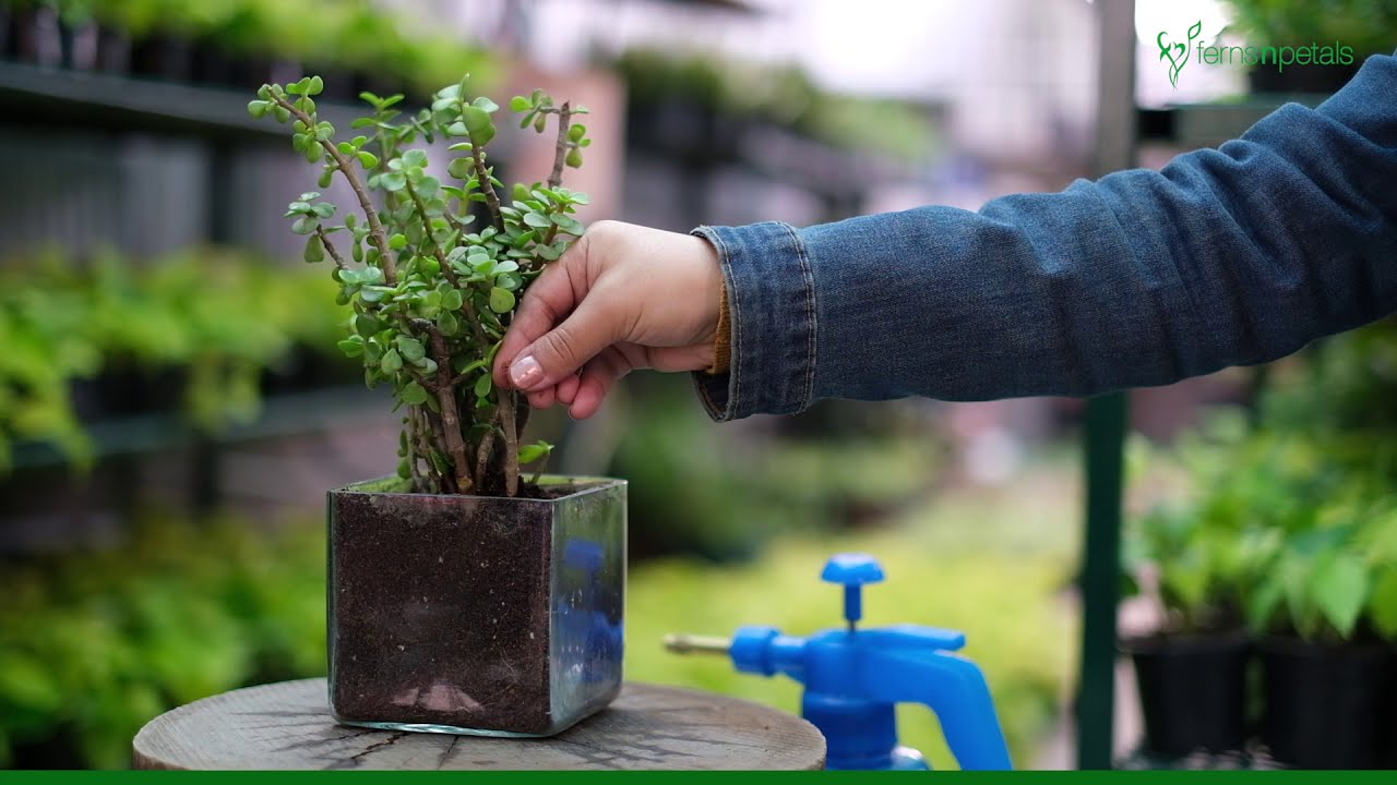 Winter care for Jade Plant | Ferns N Petals - YouTube