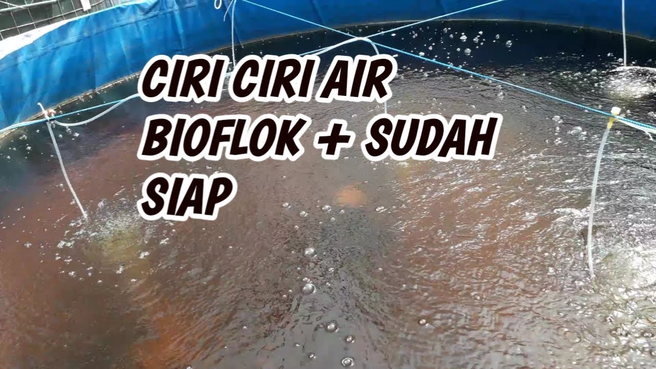 CIRI - CIRI MEDIA AWAL SISTIM BIOFLOK SUDAH SIAP - YouTube