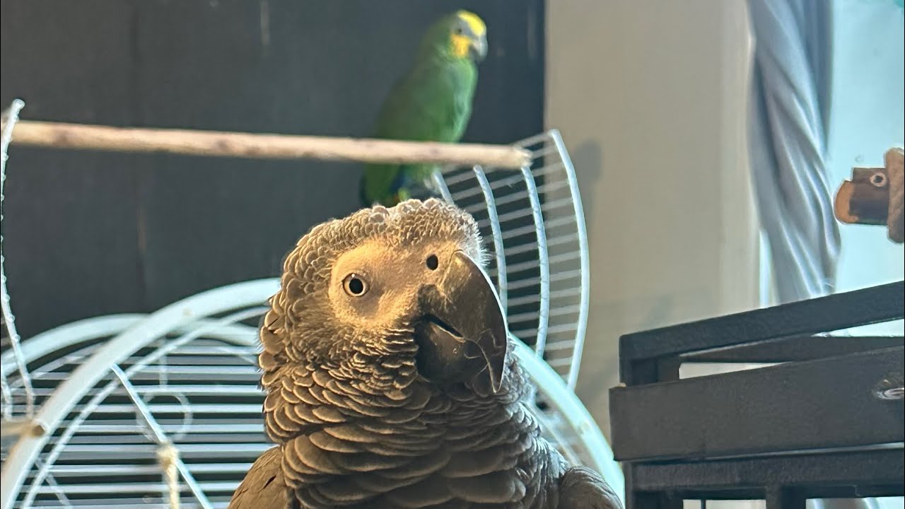 African grey speaking to language to English and Thai - YouTube