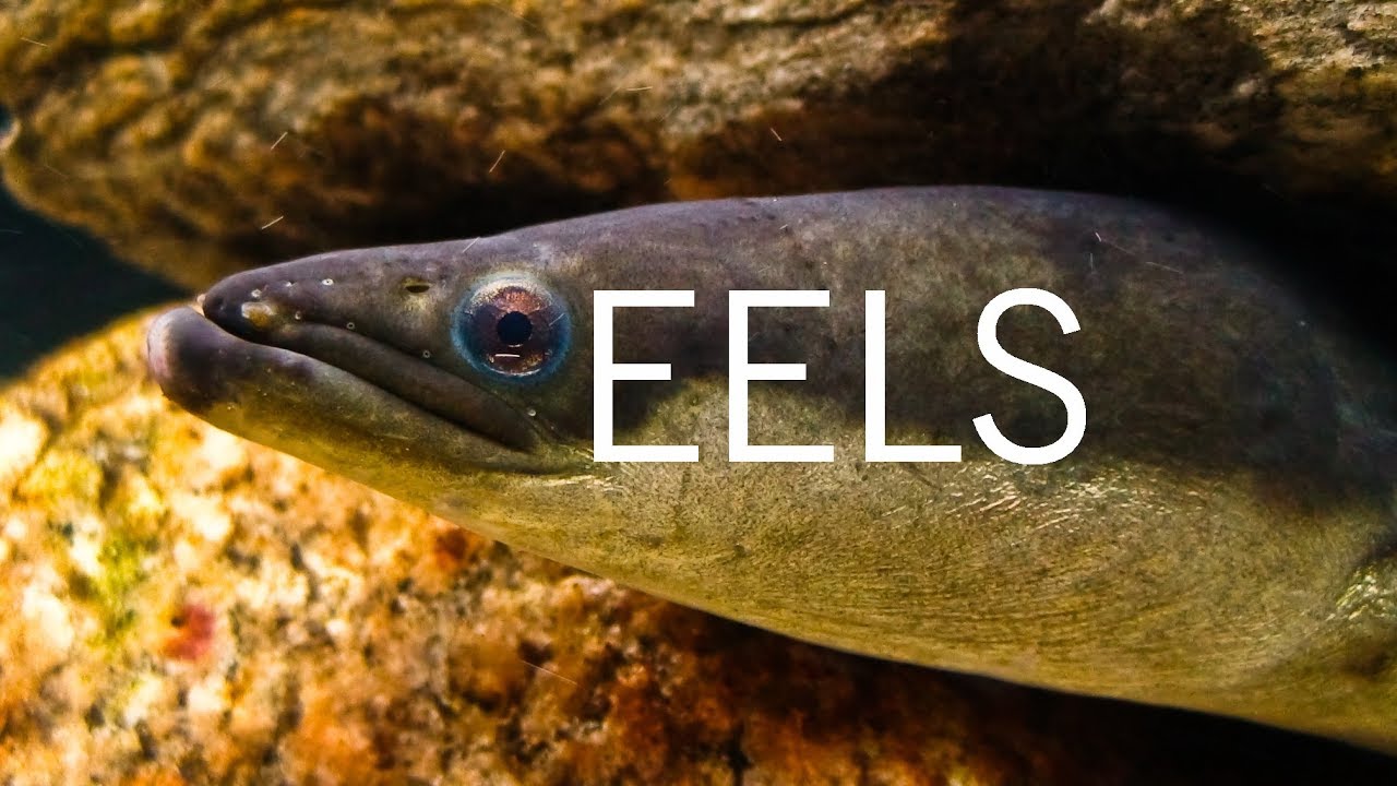 Eels - The slimy nocturnal snake-like fish HD - YouTube