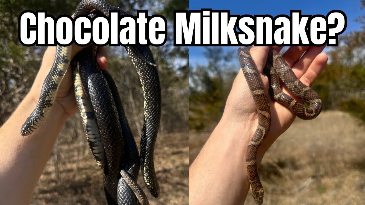 Chocolate MILKSNAKE and Kings! Flipping Rocks and Tin For Snakes ...