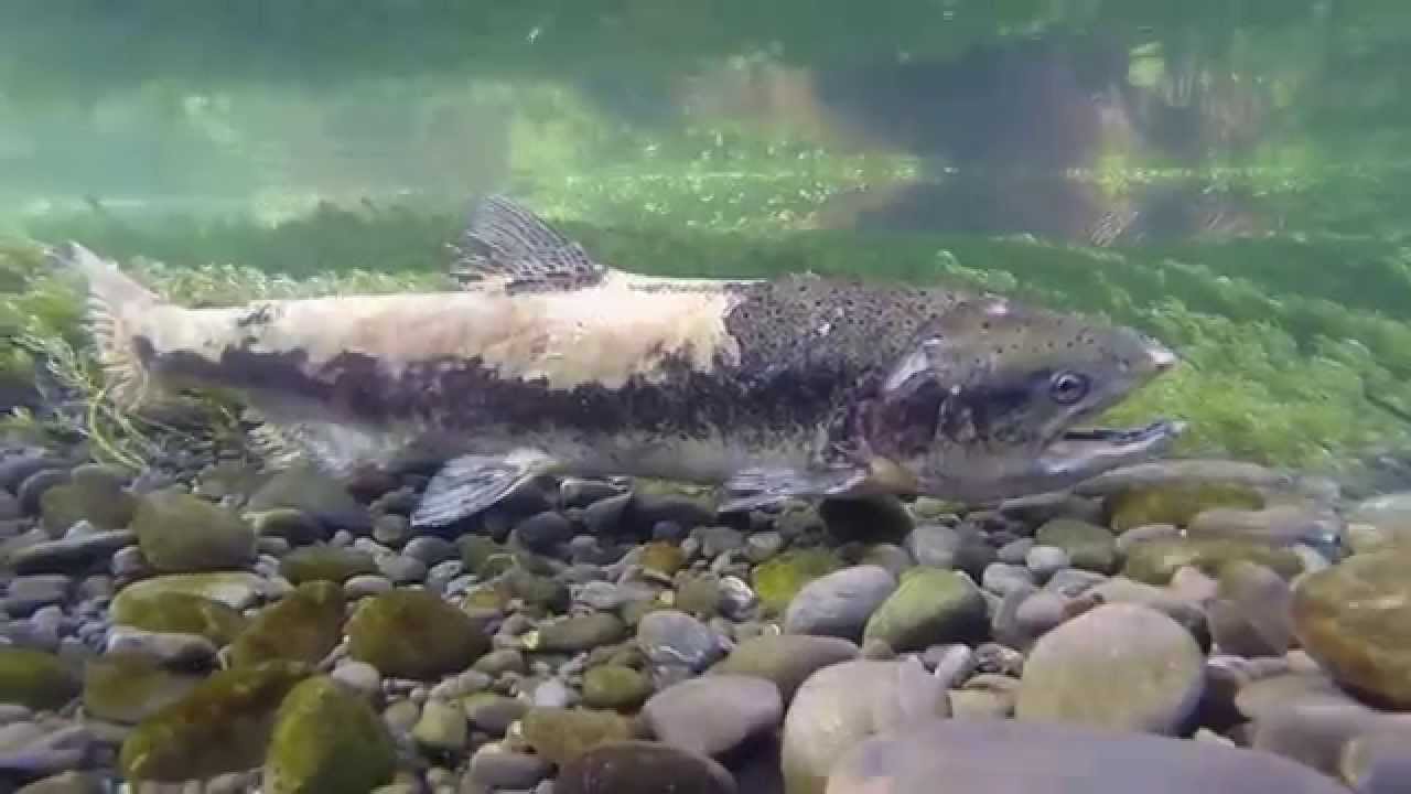 Chinook Salmon Spawning