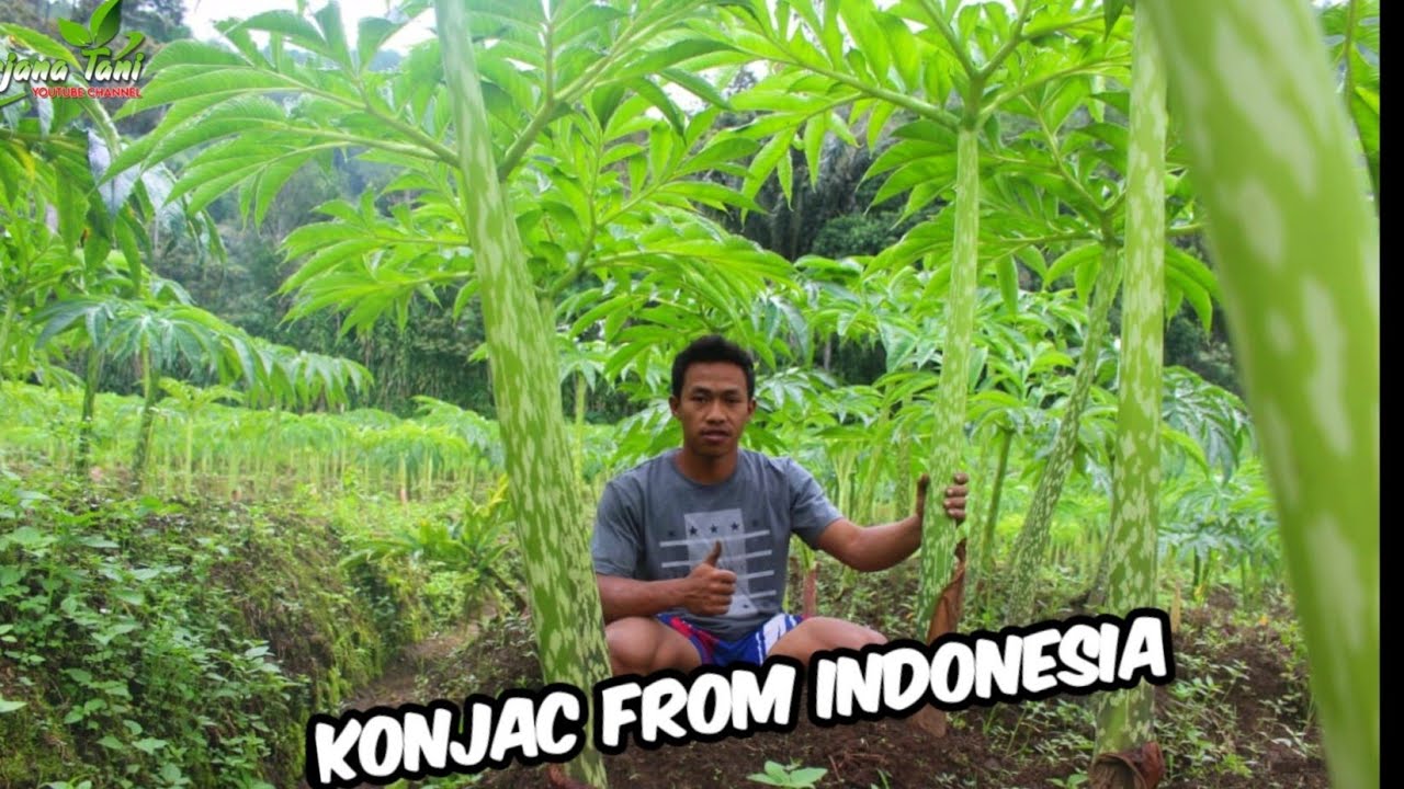 Indonesian Konjac Farm - YouTube