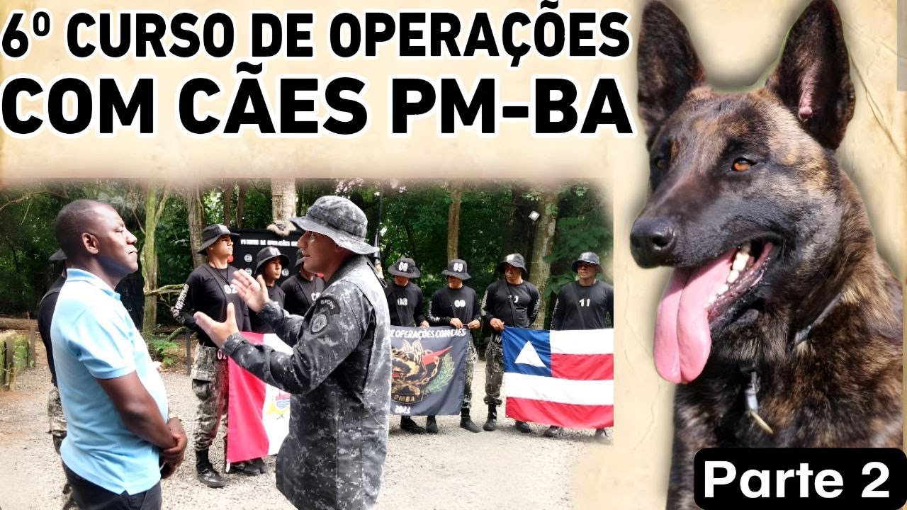 CURSO DE OPERAÇÕES ESPÉCIES COM CÃES: RESPOSTAS E CONSEQUÊNCIAS - YouTube