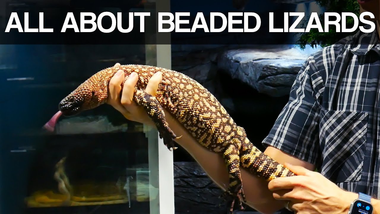 All about Beaded Lizards @ GX3 Reptiles - YouTube