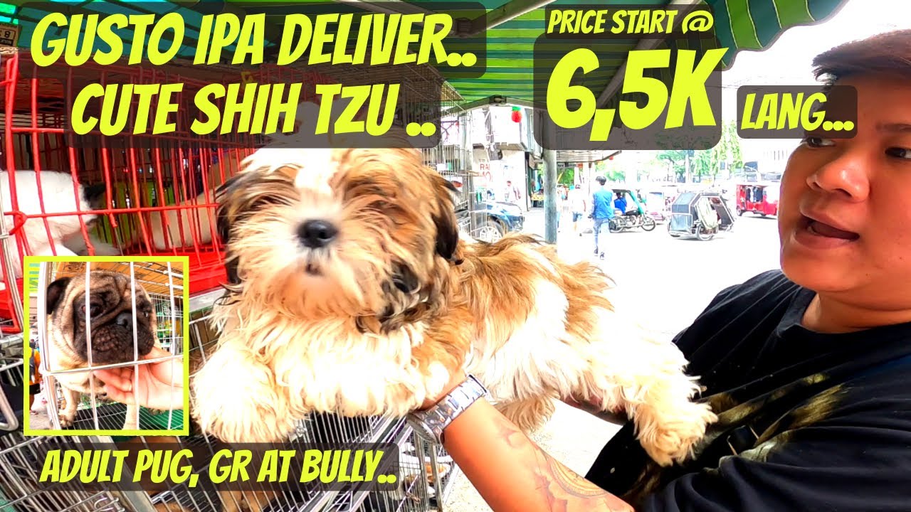 ETO NA MGA MURANG SHIH TZU../ PUG, BULLY, GR... ATBP. - YouTube