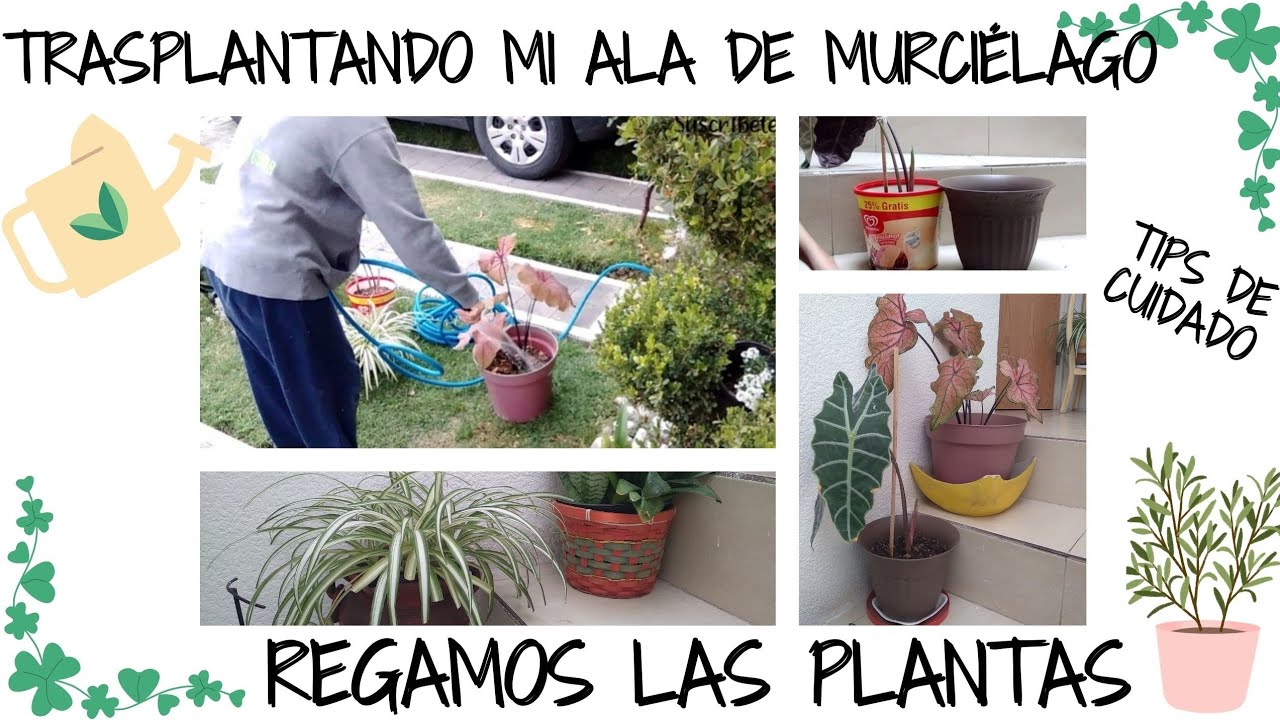 Jardin en casa/ Cuidando y consintiendo a mis plantas 🪴🪴 / regandolas y ...