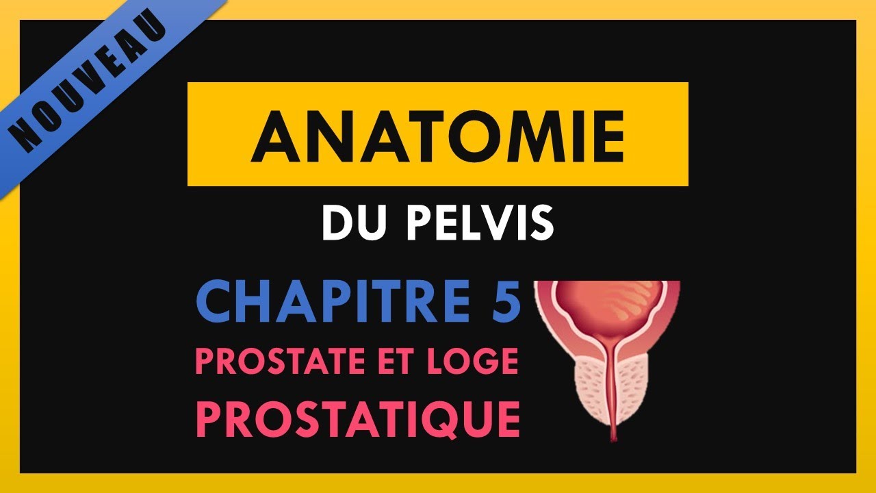Anatomie Du Pelvis - Chapitre 5 - Prostate et loge prostatique - YouTube
