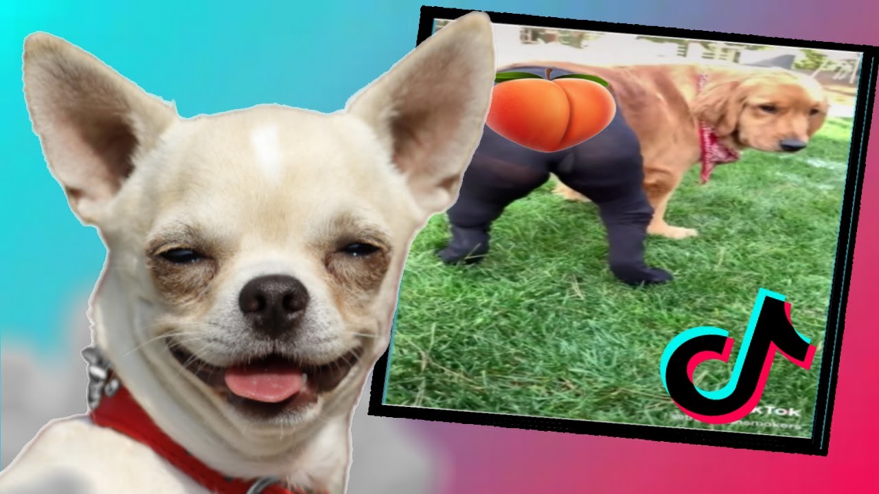 TikTok- "DOUBLE CHEEKED UP" Dog Compilation (PART 1) - YouTube