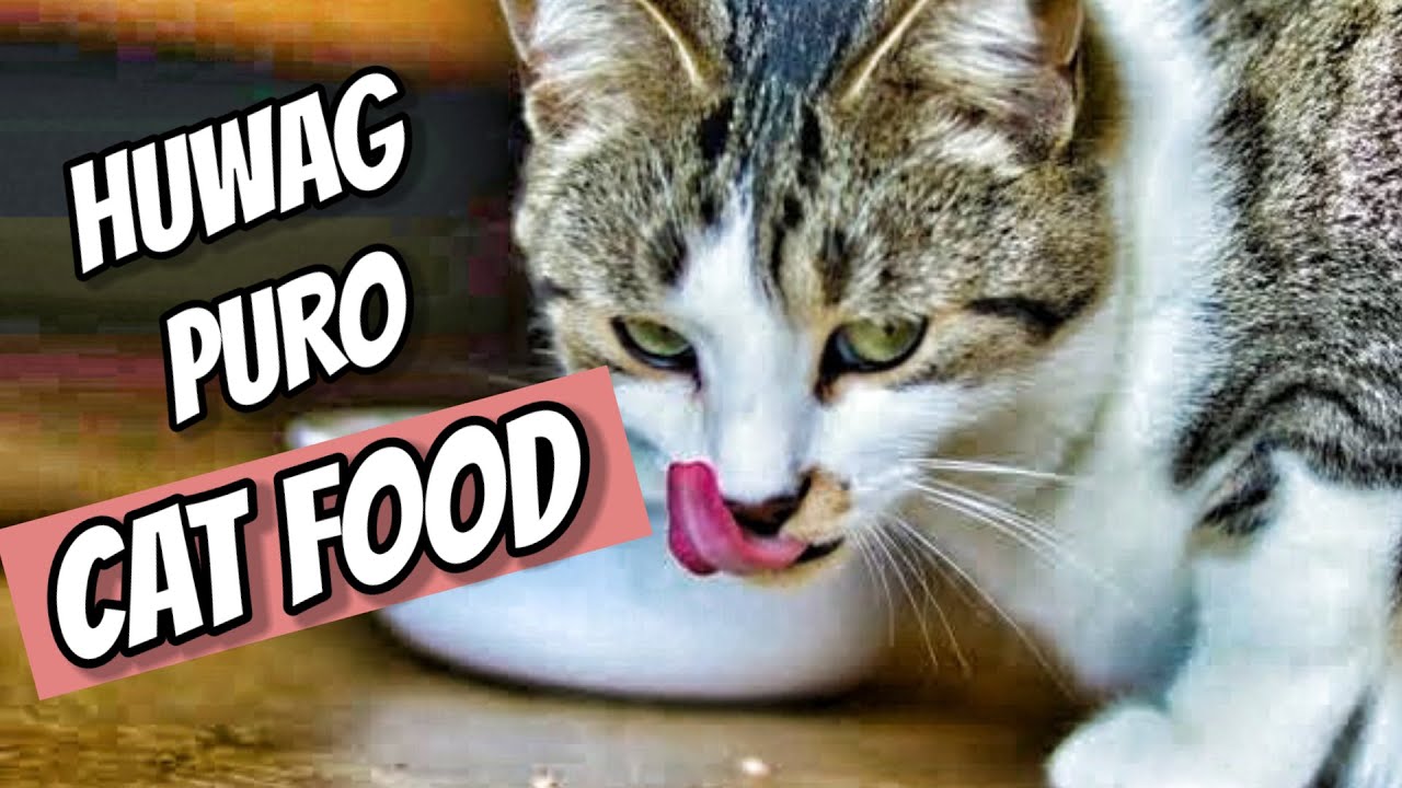 IBA'T-IBANG PAGKAIN NA PWEDE DIN SA PUSA | HUWAG PURO CAT FOOD ANG ...