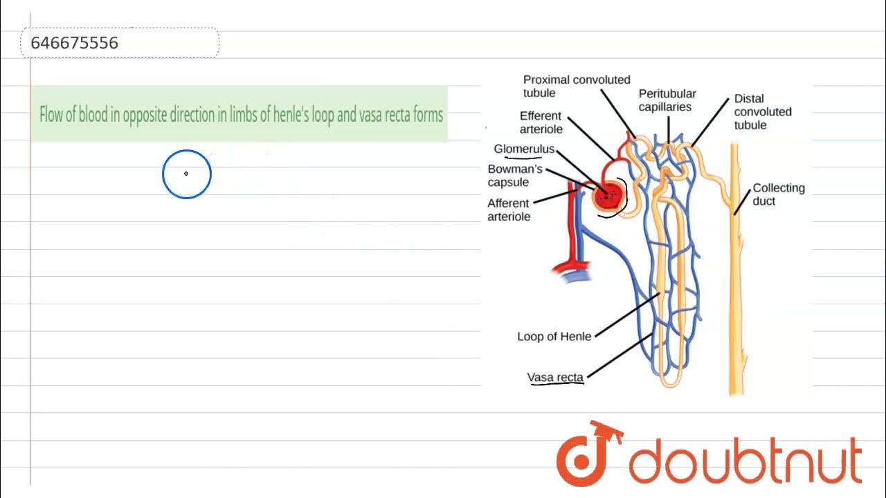 Flow of blood in opposite direction in limbs of henle\'s loop and vasa recta forms | 12 | EXCRET ...
