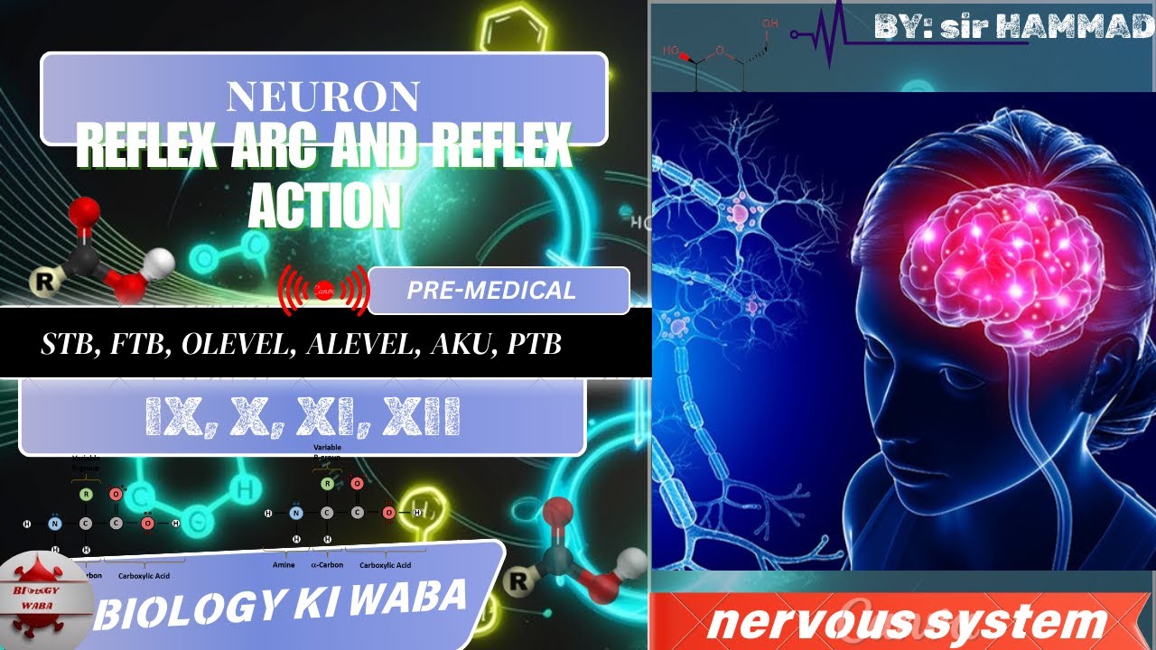 Reflex Arc and Reflex Action || nervous system || biology || class X ...