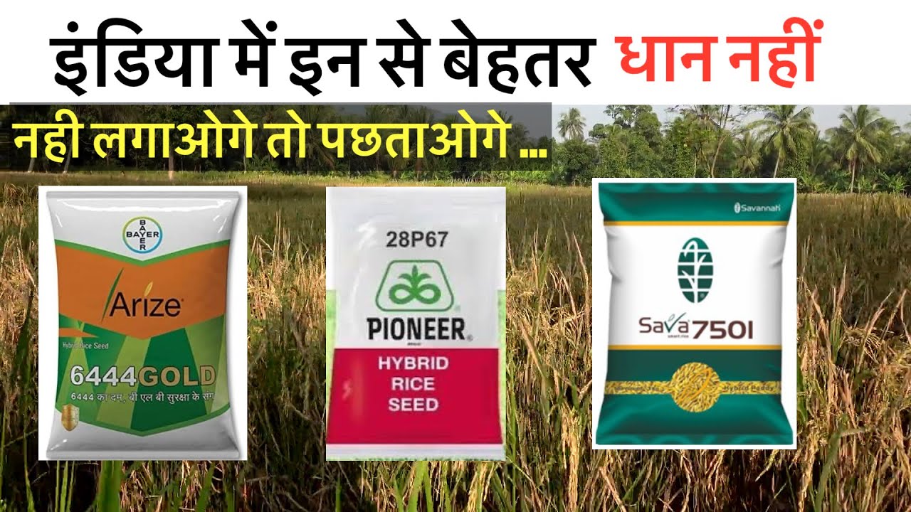 Arize 6444 gold Vs Pioneer 28p67 Vs Sava 7501 paddy variety details ...