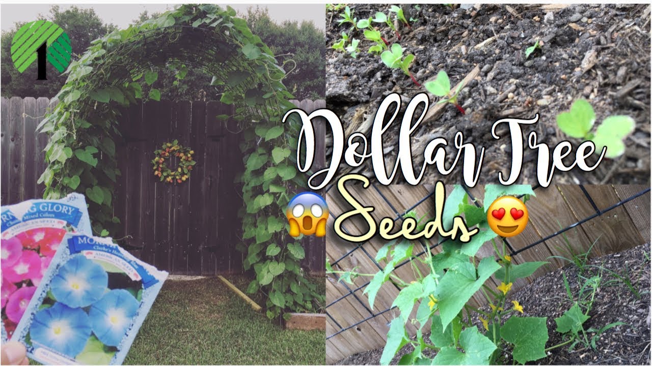 Dollar Tree Seeds - YouTube
