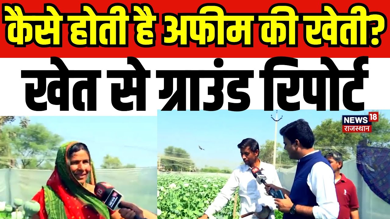 Opium Farming News: कैसे होती है अफीम की खेती? | Afeem Ki Kheti | Afeem ...