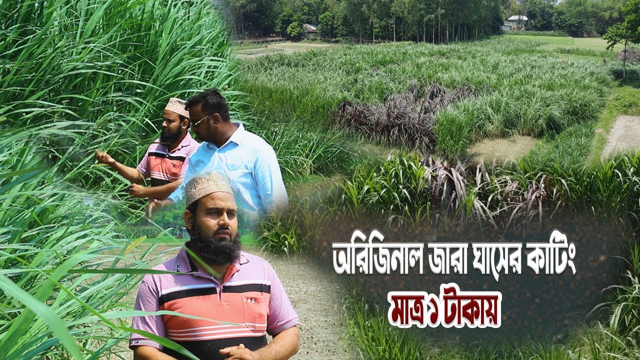 জারা ঘাস চাষ পদ্ধতি,কেন জারা ঘাস সেরা। Jara Grass Cultivation. - YouTube
