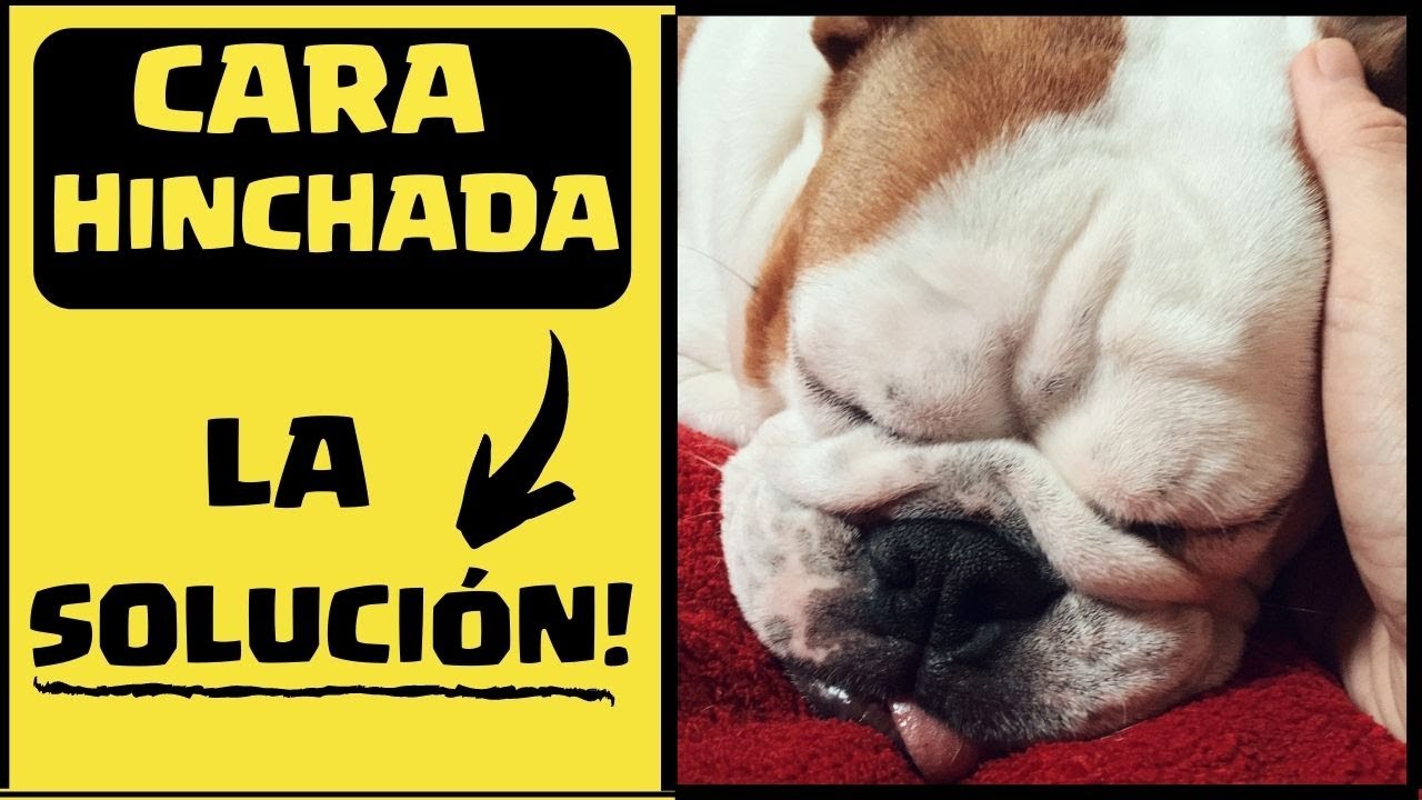 🛑Mi PERRO tiene la CARA HINCHADA ⏩ Aprende [ 1 ] TRATAMIENTO que puede ...