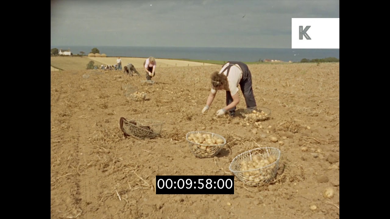 Picking Potatoes, Farming, 1950s UK Countryside, 35mm - YouTube