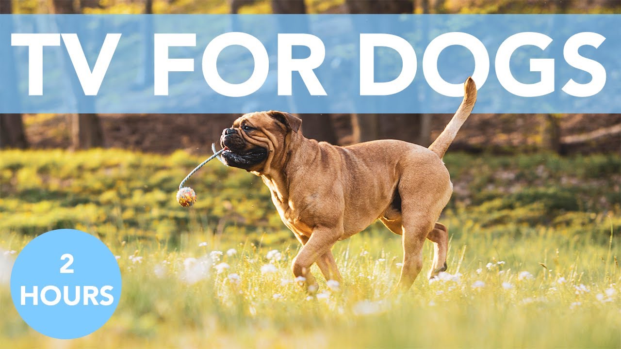 TV for Dogs! Nature TV Extravaganza for Bored Dogs and Puppies! - YouTube