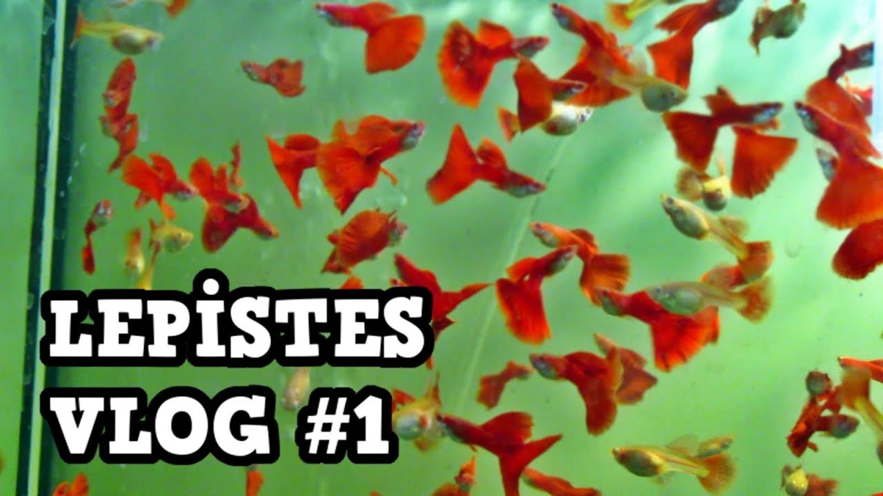 FULL RED LEPİSTES ÜRETİM [ LEPİSTES VLOG #1 ] GUPPY FİSH - YouTube