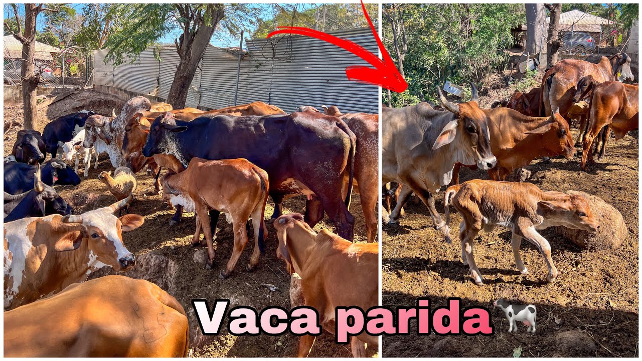 😍🐄Todas las vacas paridas juntas!! Mira la que está Recién parida 😍😱 ...
