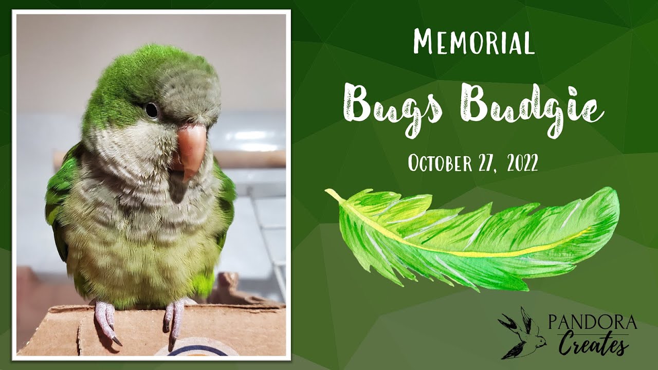 Pet Memorial - Parrot "Bugs Budgie" October 2022 - YouTube