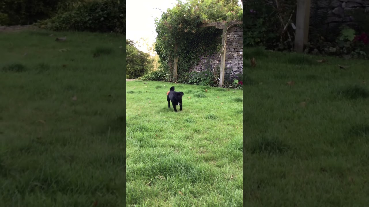 This dog is a failure at fetch - YouTube