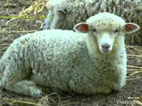 Karamanın koyunu (FERHAT Ç. ARIKANOĞLU)