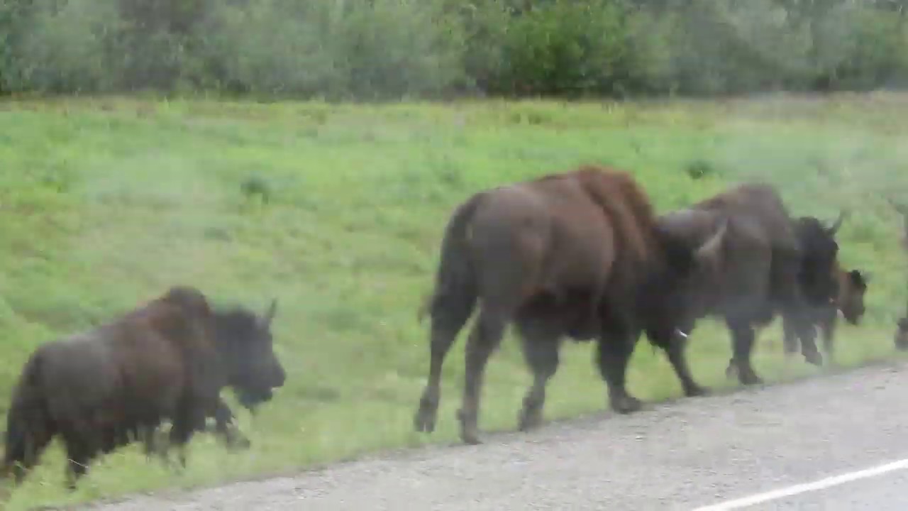 Hordes Of Bison Running In Canada - YouTube