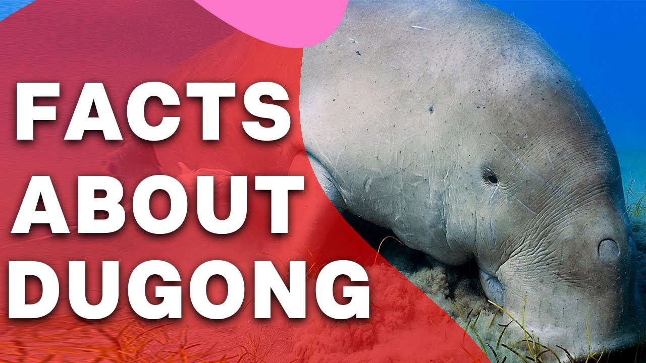 What Is Dugong Ii Dugong Facts Youll Never Forget Youtube