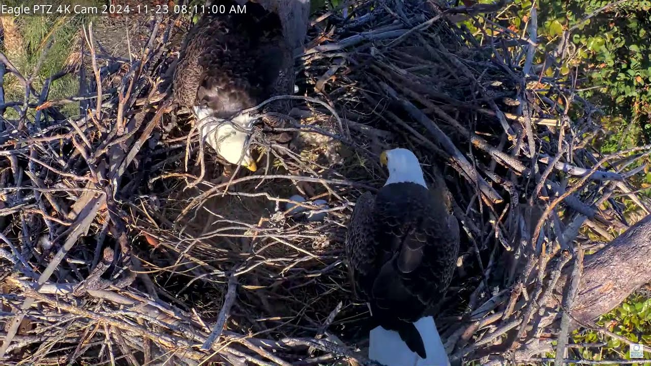 Captiva Eagles🥚🥚What Were You Thinking Clive, "A Dead Bush?" Connie ...