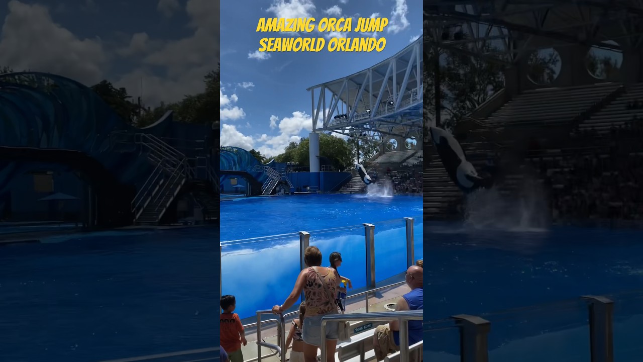 Amazing Orca Jump Shamu Show SeaWorld Orlando - YouTube