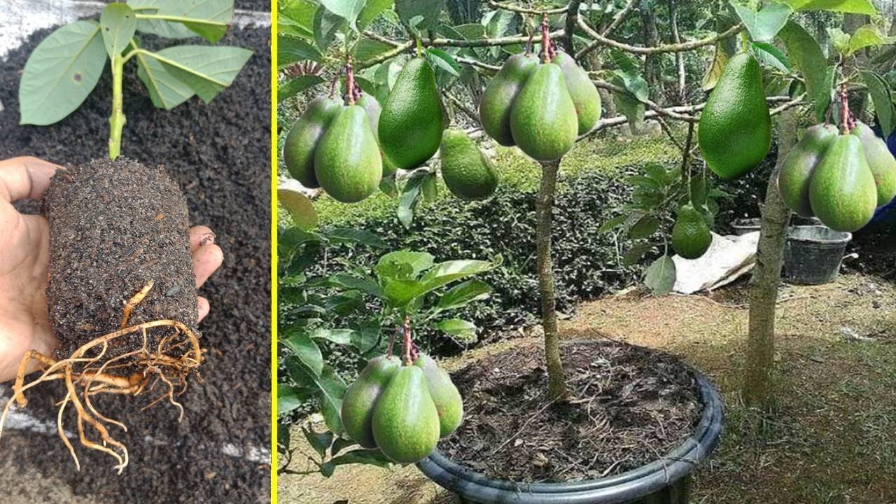 Amazing !! How to cuttings avocado stems to grow roots 100% successful ...