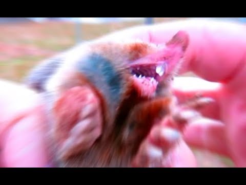 Scary Mole - YouTube