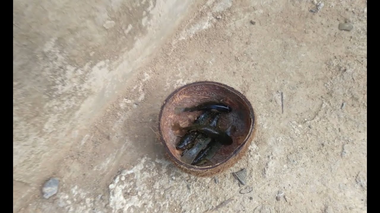 Paano mangisda ang Marinduqueno? - YouTube